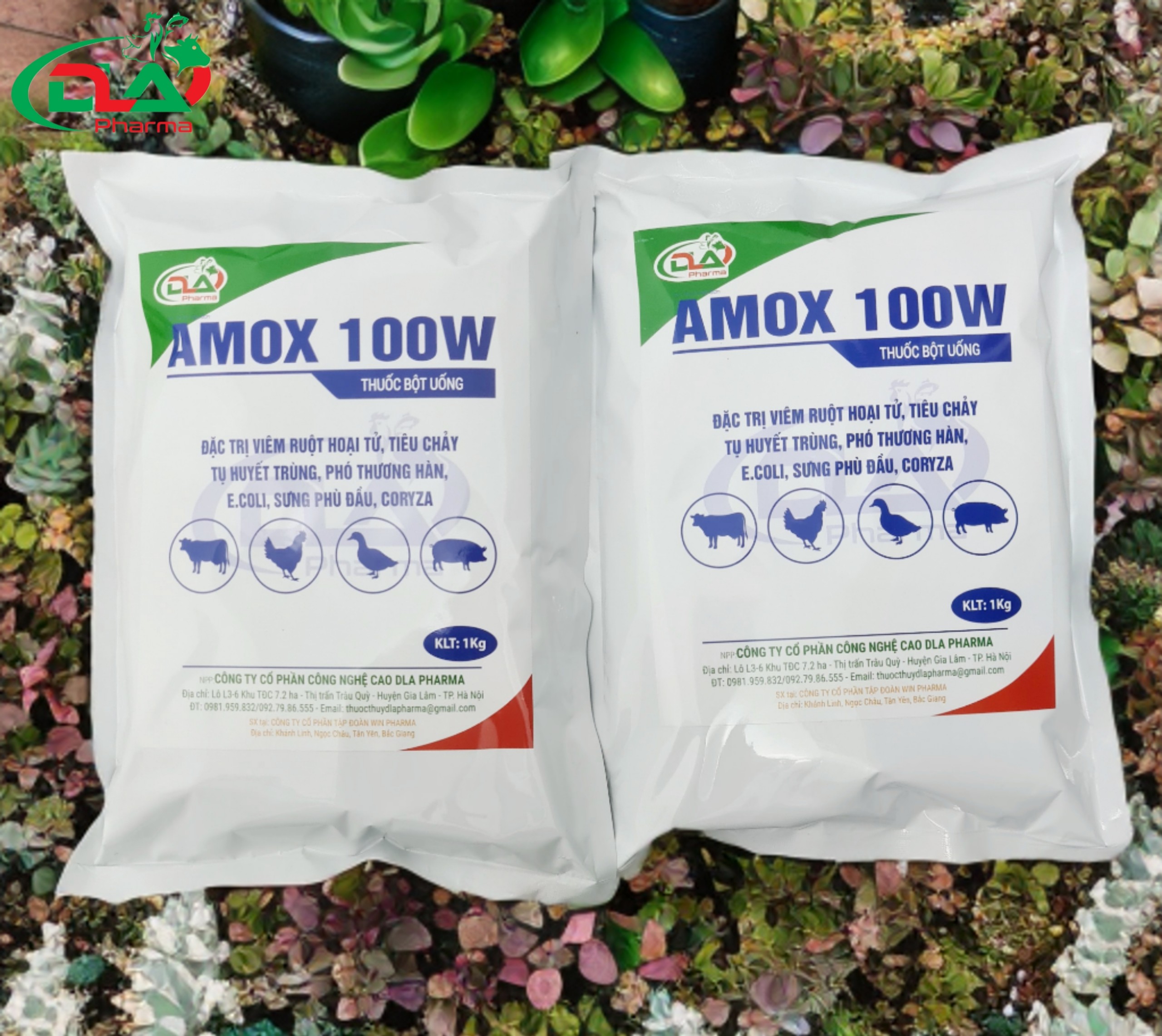 AMOX 100W | NHÓM SẢN PHẨM KHÁNG SINH BỘT CÔNG NGHỆ BAO VIÊN – DLA ...